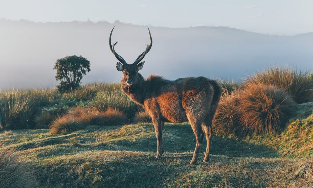 Un nou caz cutremură România! După episodul ursului Arthur, doi cerbi ...