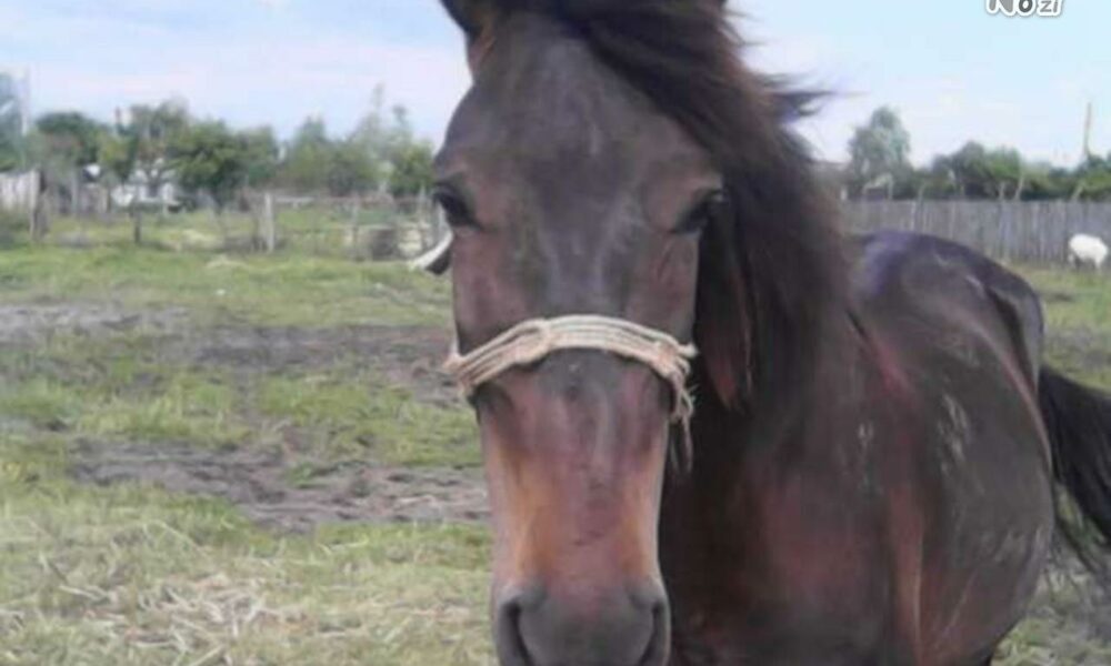 Gazeta Municipală, știri ale unei zile obișnuite a anului 1946. Iapa ...
