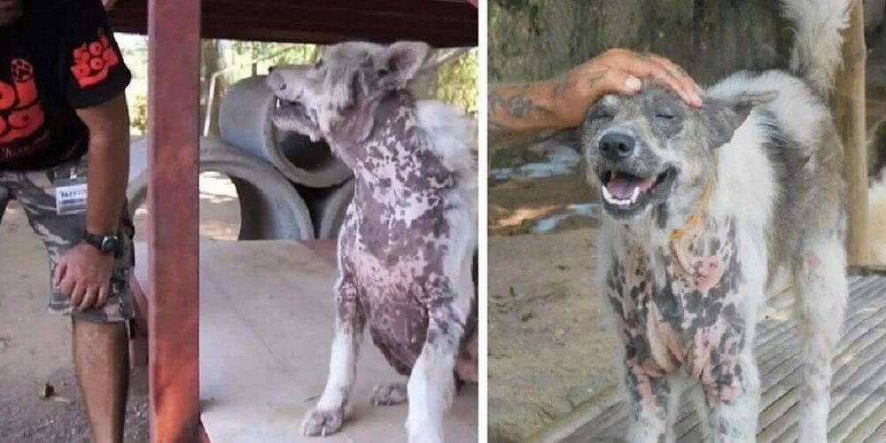 Bucuria unui câine bătrân după ce a fost adoptat! Patrupedul a stat ...