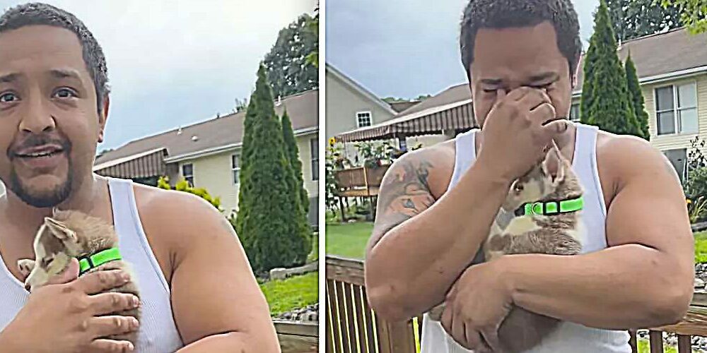 Momentul emoționant în care un bărbat primește un cățel Husky drept ...