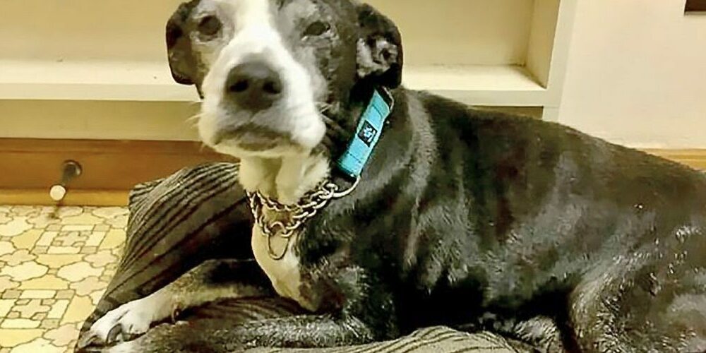 Refuzat de familia lui pentru că era bătrân, un câine este adoptat de ...