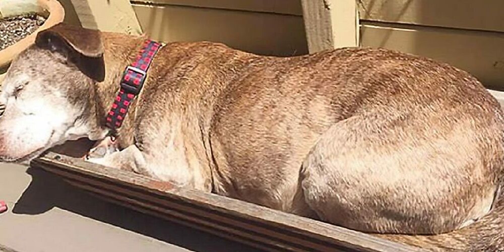 Un câine bătrân și surd a fost salvat după ce a adormit pe o terasă ...
