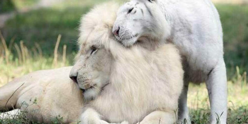 Imagini adorabile cu puii celor mai rare feline mari din lume! Hibrid ...