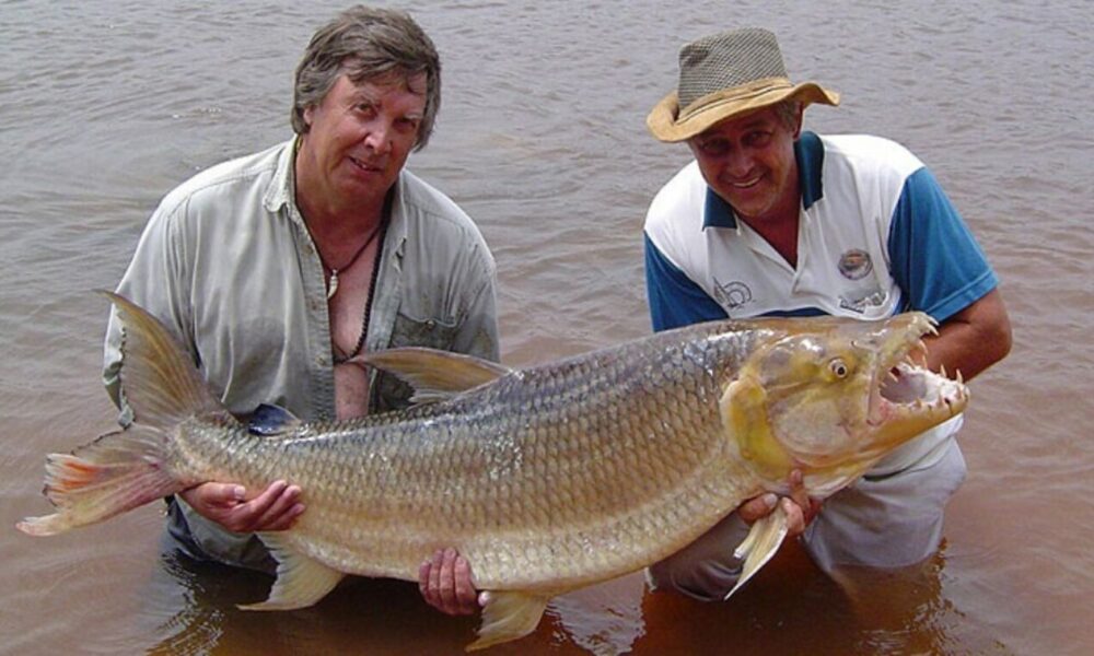 De peștele-tigru Goliath fug și crocodilii. Ce caracteristici are și ...