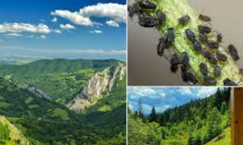 Atac feroce al gândacilor într-o zonă a țării. Insectele devorează tot ...