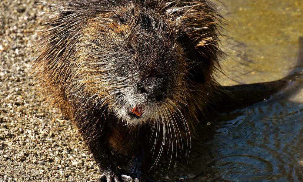 Cum ajută castorii Marea Britanie să lupte cu seceta. Castori avem și ...