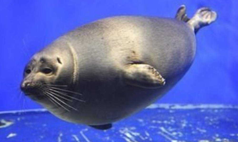 O focă aleargă pe străzile din Florida, în timp ce uraganul Ian ...