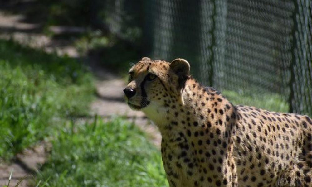 Halucinant! Cum a fost posibil ca într-un parc safari un ghepard să ...