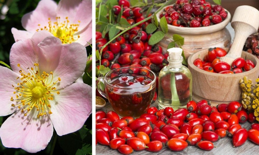 Fructele de măceș, un adevărat medicament natural. Iată cum să le ...