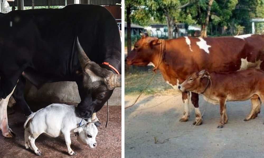 Cele mai mici vaci din lume – Rani și Manikyam. În prezent, în Guinness World Records mai este ...