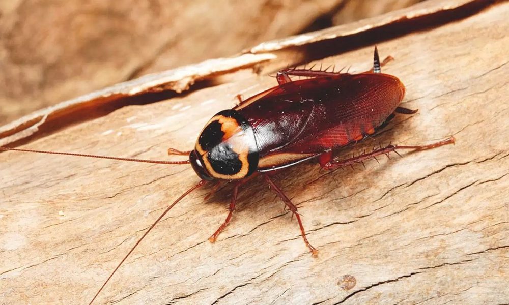 Cele mai bune metode pentru a le veni de hac gândacilor de bucătărie ...