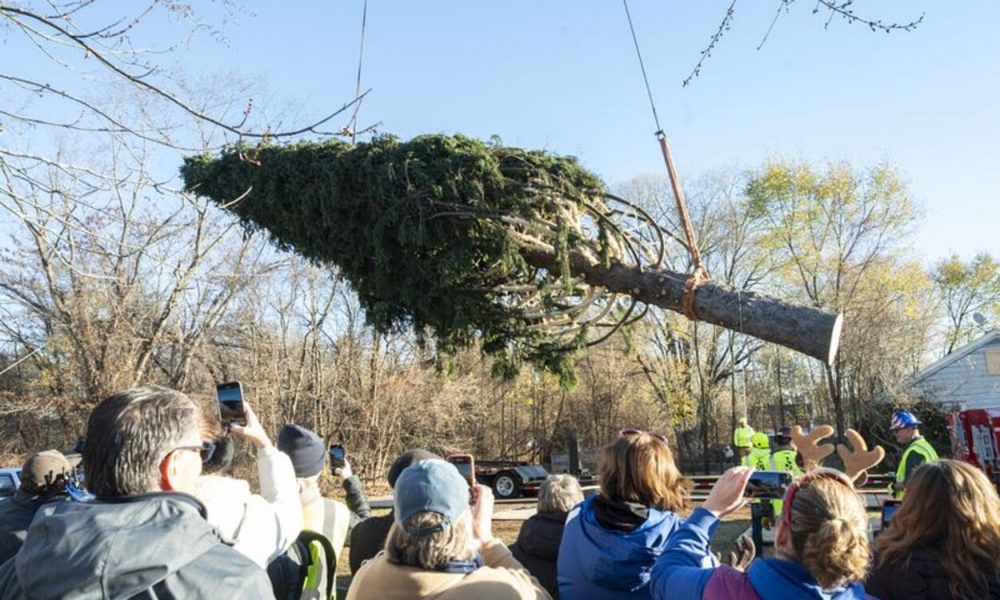 Bradul de Crăciun din centrul Rockefeller, în curs de montare. Va avea ...
