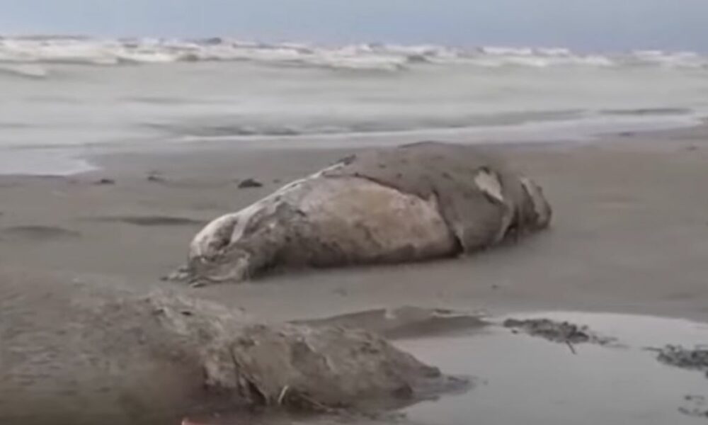 Anchetă fără precedent. Peste 2000 de foci au fost găsite moarte pe ...