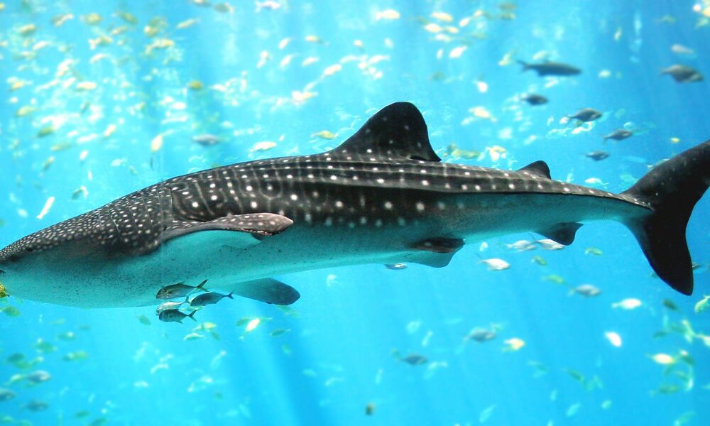 Scene incredibile cu un rechin balenă pe coasta spaniolă, în Marea ...