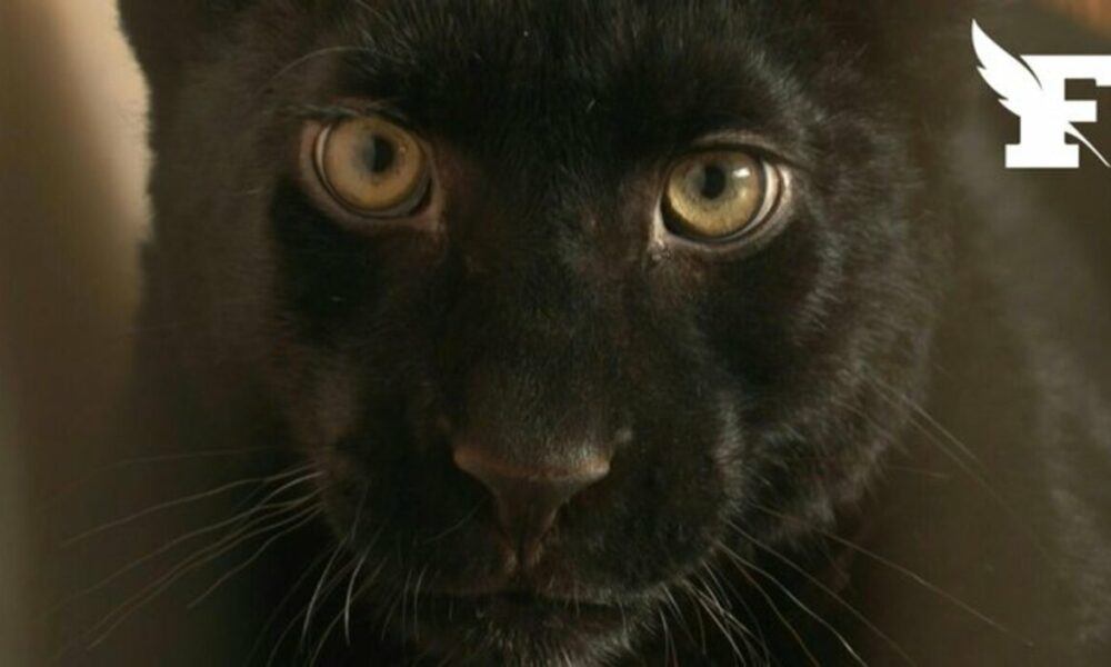 Cum a fost salvată pantera neagră, printre ultimele animale refugiate ...