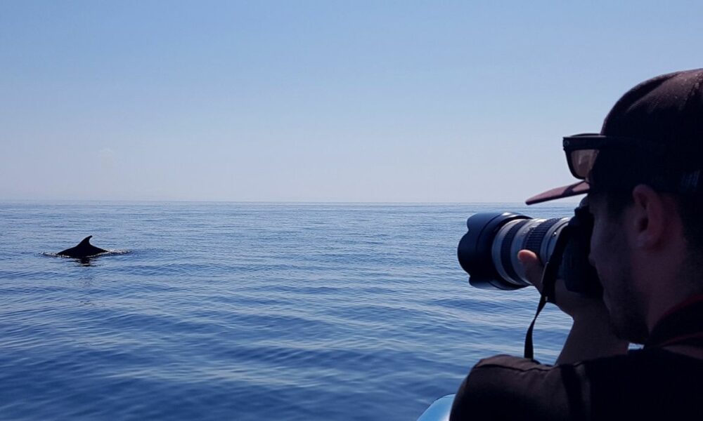 Delfinul care a bătut toate recordurile mediteraneene existente și ...