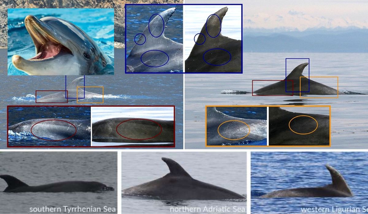 Delfinul care a bătut toate recordurile mediteraneene existente și ...