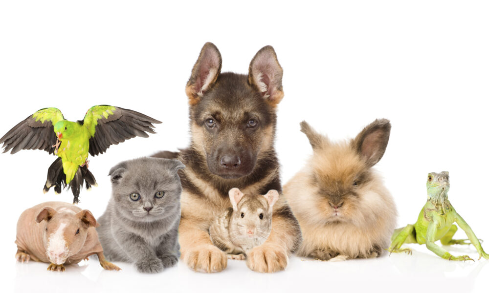 Ne pot scăpa animalele de cutremur? Cu cât timp înainte de dezastru ...